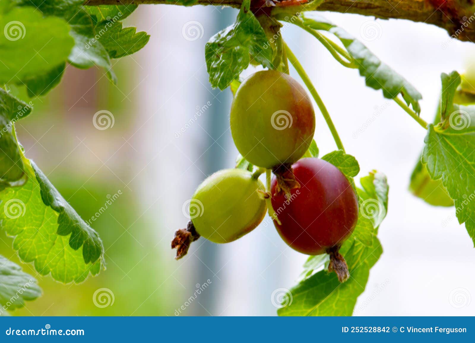 Hairy-Stem Gooseberry Trio 02 Stock Photo - Image of ribes, branch ...