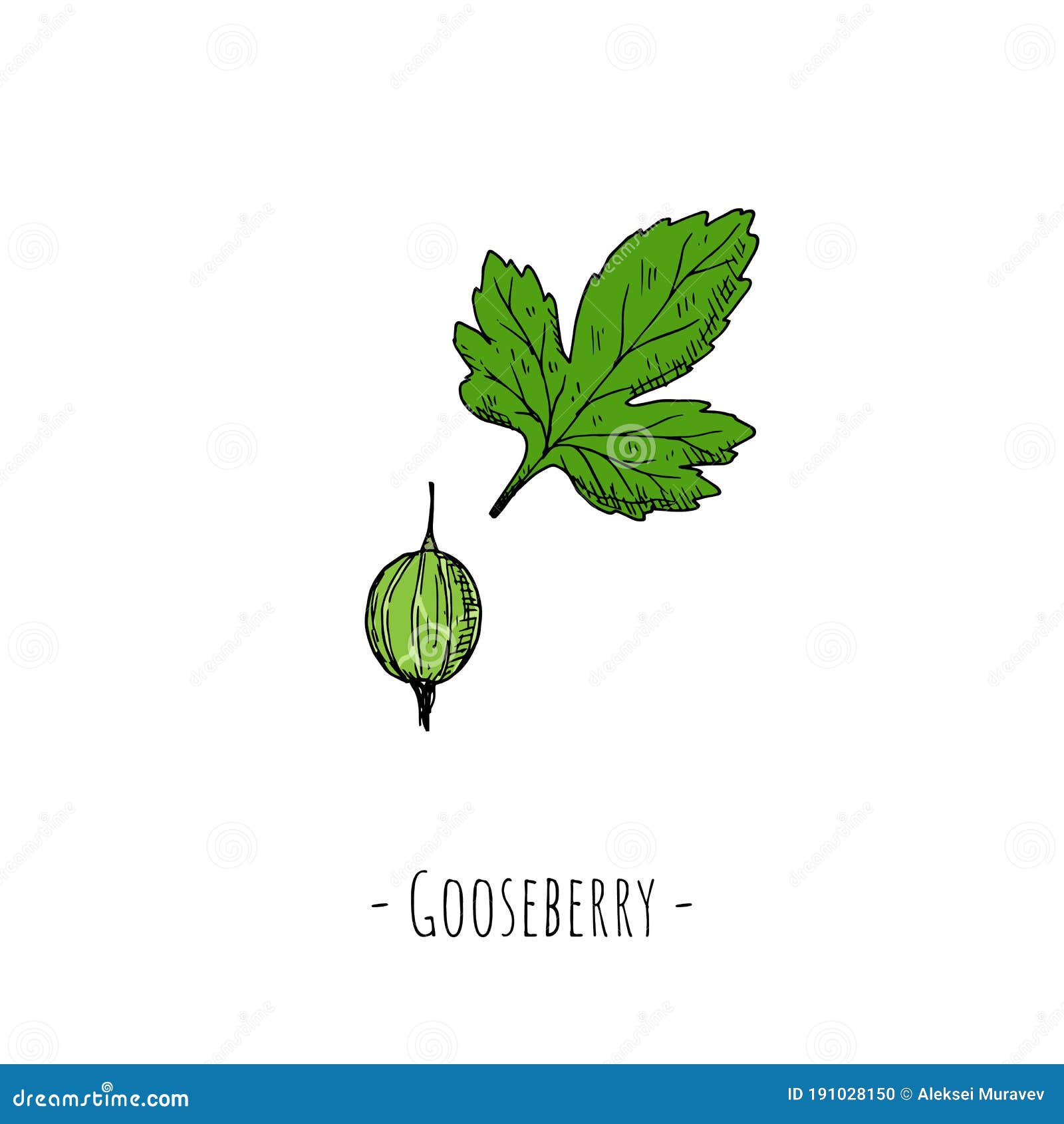 Gooseberry. Vector Drawing | CartoonDealer.com #76172528