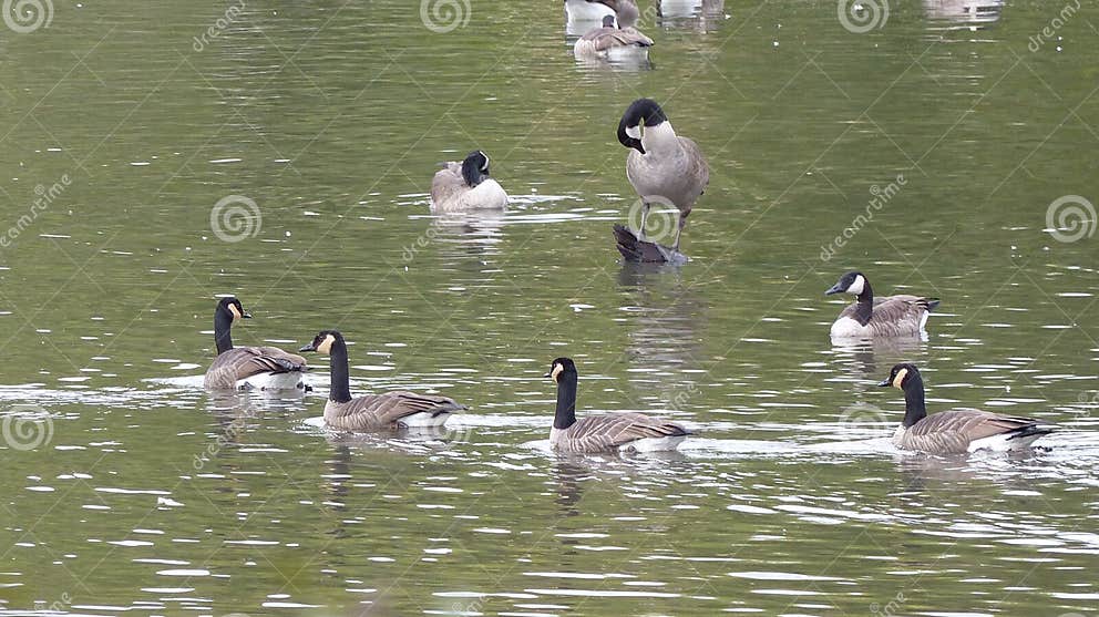 Goosed! stock foto. Image of eerlijk, tijdens, bijen - 86455004
