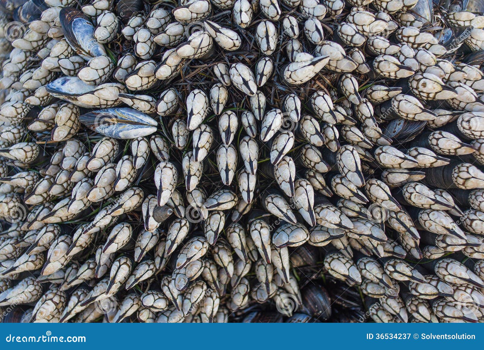 Gooseneck Barnacles (Pollicipes Polymerus) Stock Image - Image of ...