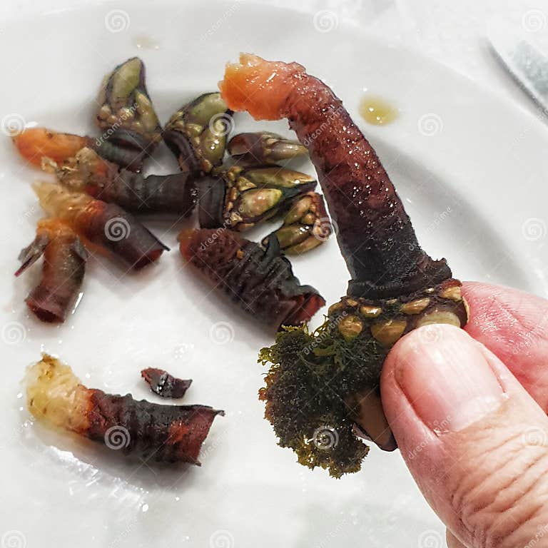 Gooseneck Barnacles stock photo. Image of fresh, restaurant - 172475240