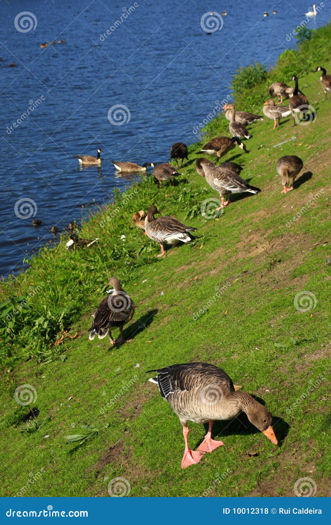 Gooses stock photo. Image of water, grass, green, europe - 10012318