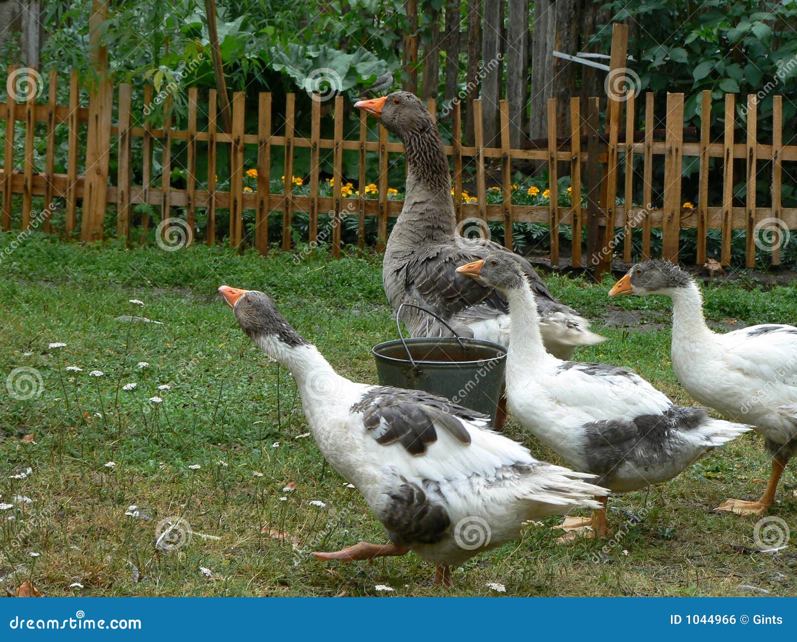 Gooses stock photo. Image of wing, bird, outdoor, plumage - 1044966