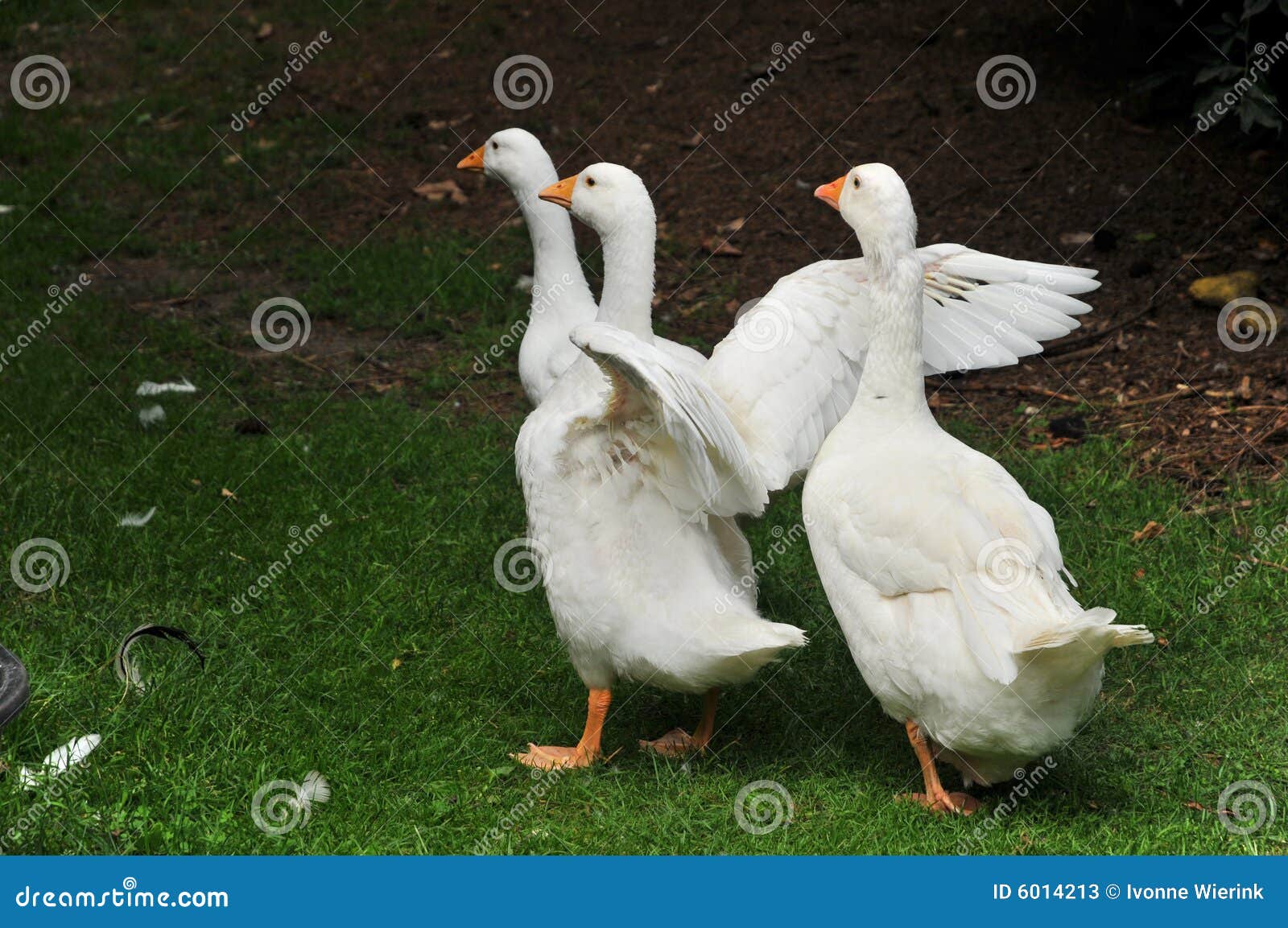 Gooses stock image. Image of birds, wildlife, gooses, feathers - 6014213