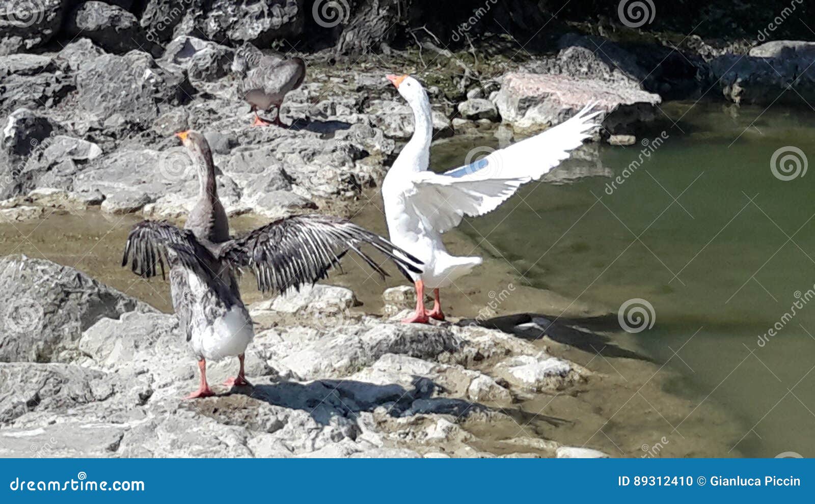 Gooses attempt flying stock photo. Image of attempt, river - 89312410