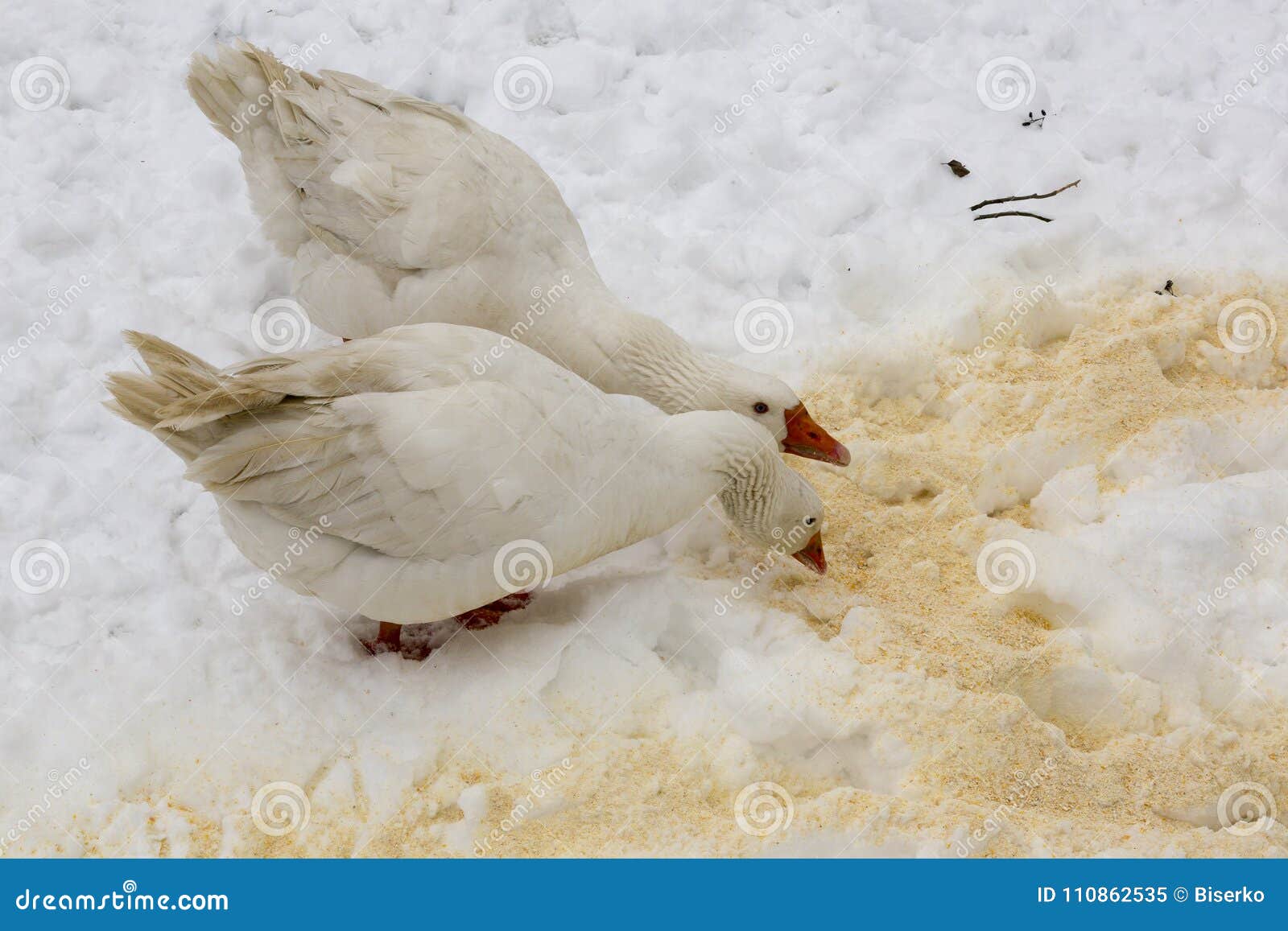 Gooses in the winter stock image. Image of bill, domestic - 110862535
