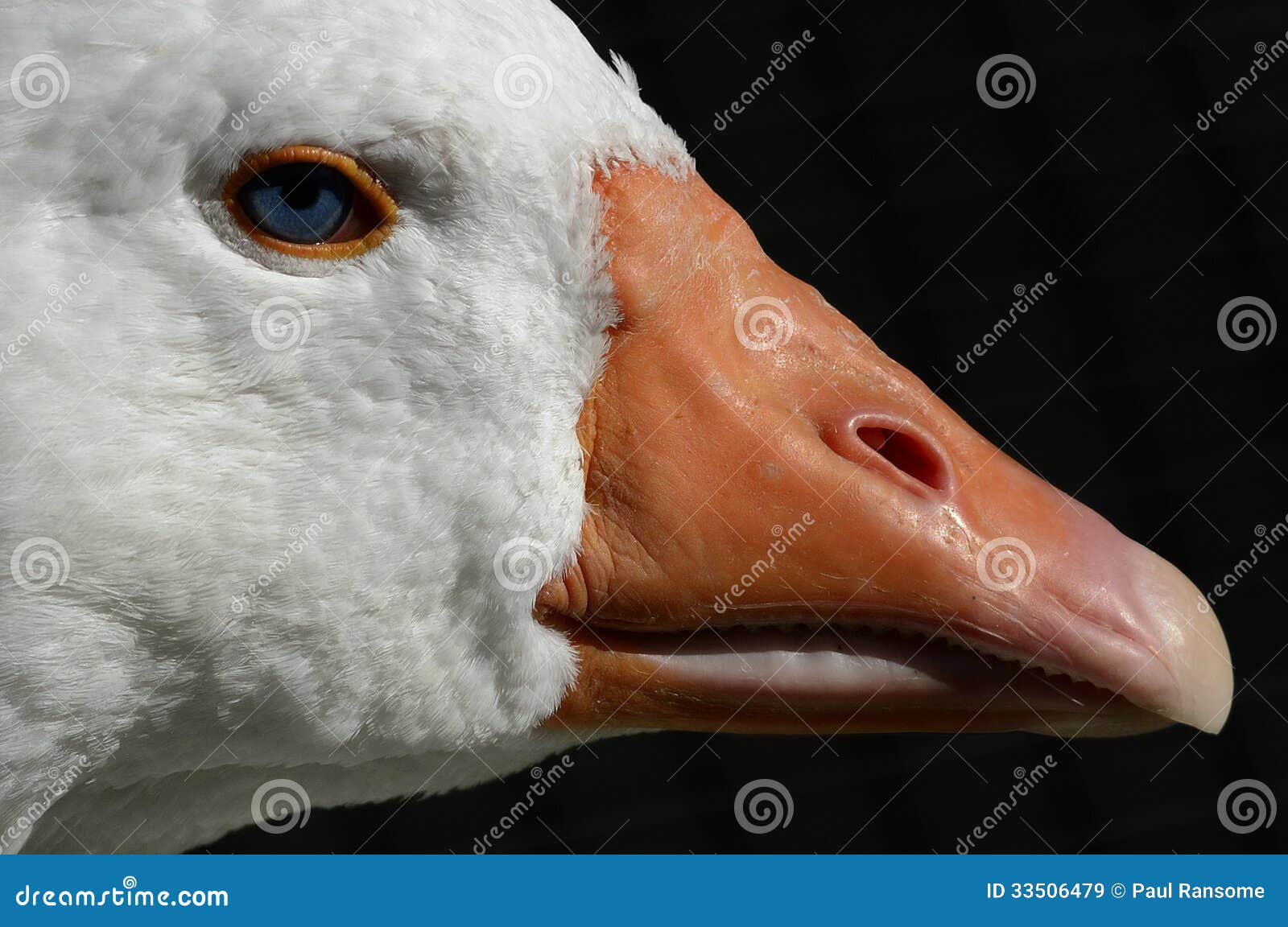 Gooses Head stock image. Image of animals, livestock - 33506479