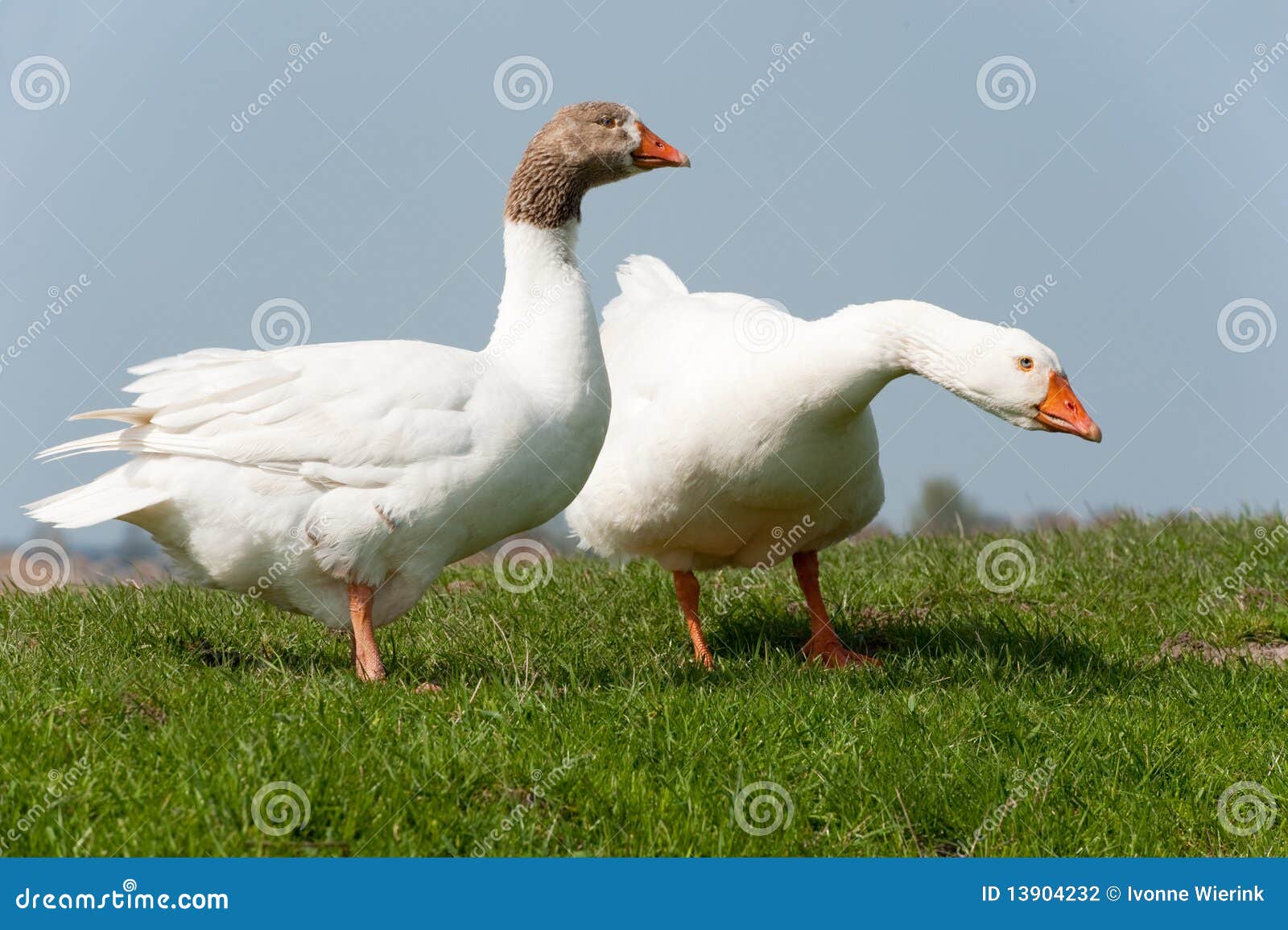 Gooses in landscape stock photo. Image of gooses, eemnes - 13904232