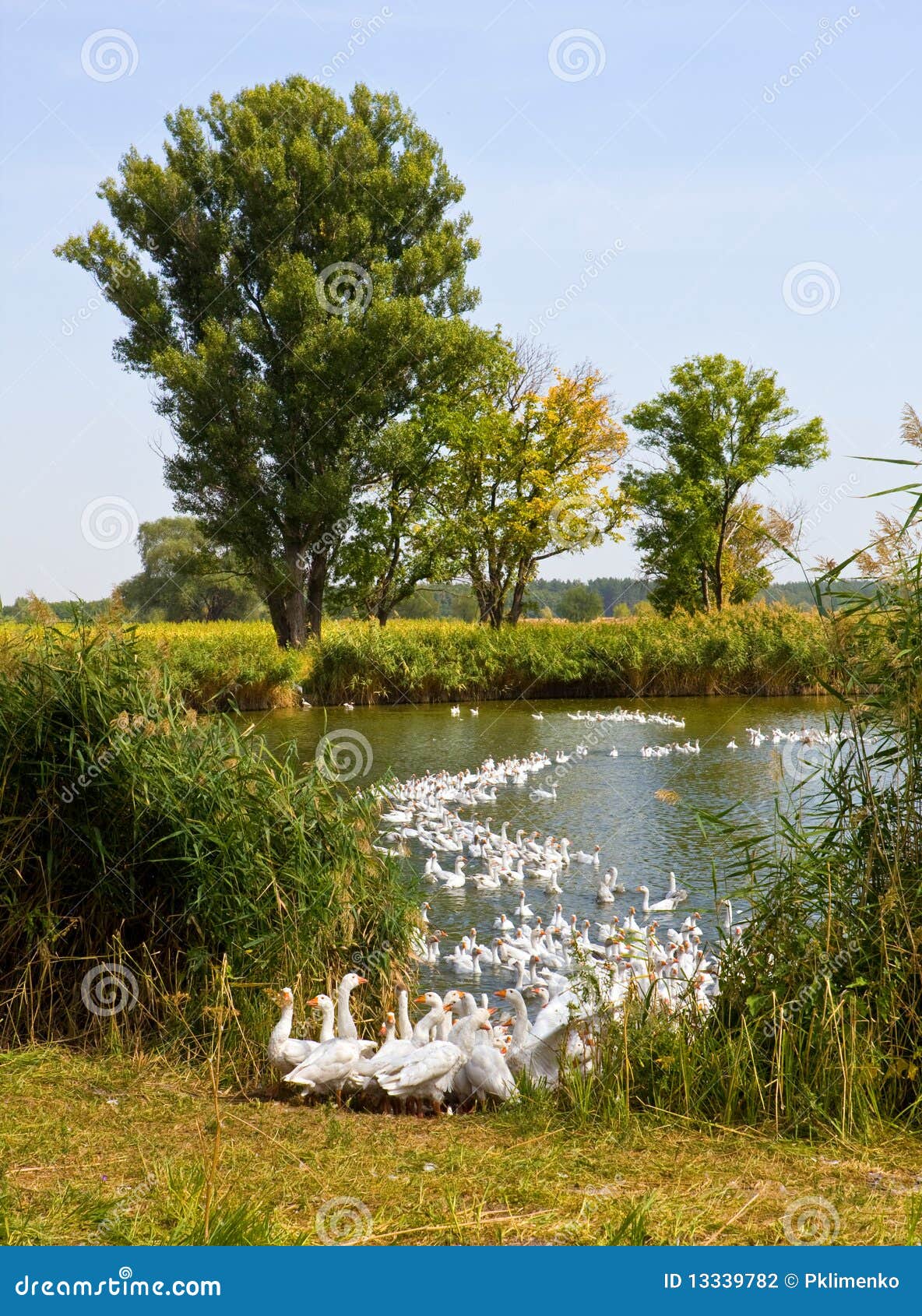 Gooses near lake stock photo. Image of bank, outdoor - 13339782