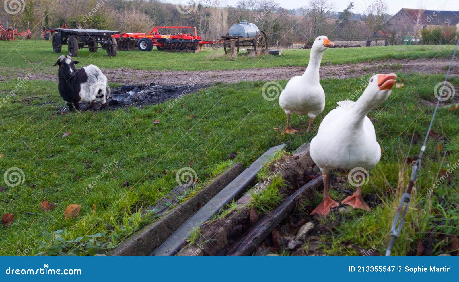 Gooses screaming in field stock image. Image of goose - 213355547