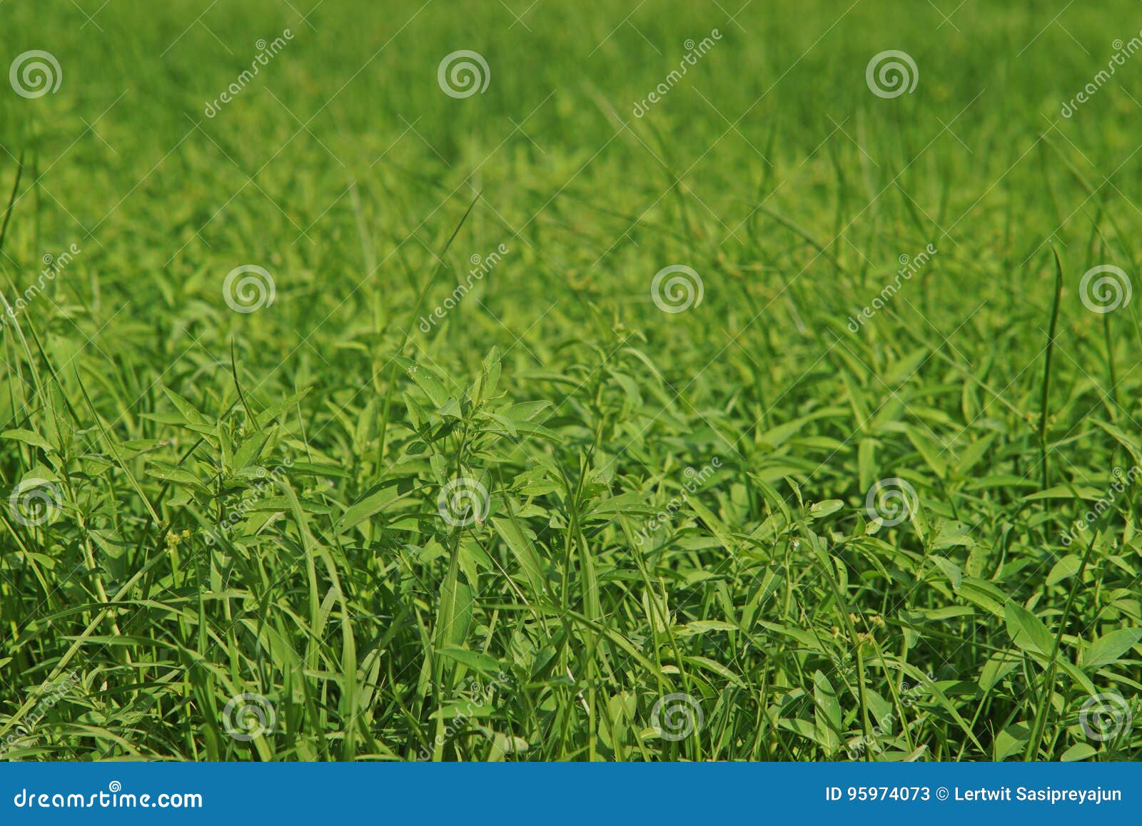 Gooseweed, Broadleaves Weed in Rice Stock Image - Image of religion ...