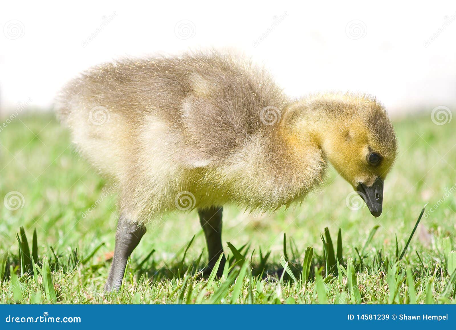 Goosling stock image. Image of grass, huddle, natural - 14581239