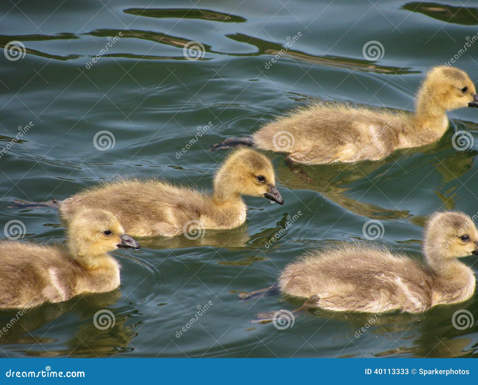 Gooslings stock image. Image of gooslings, babies, brown - 40113333