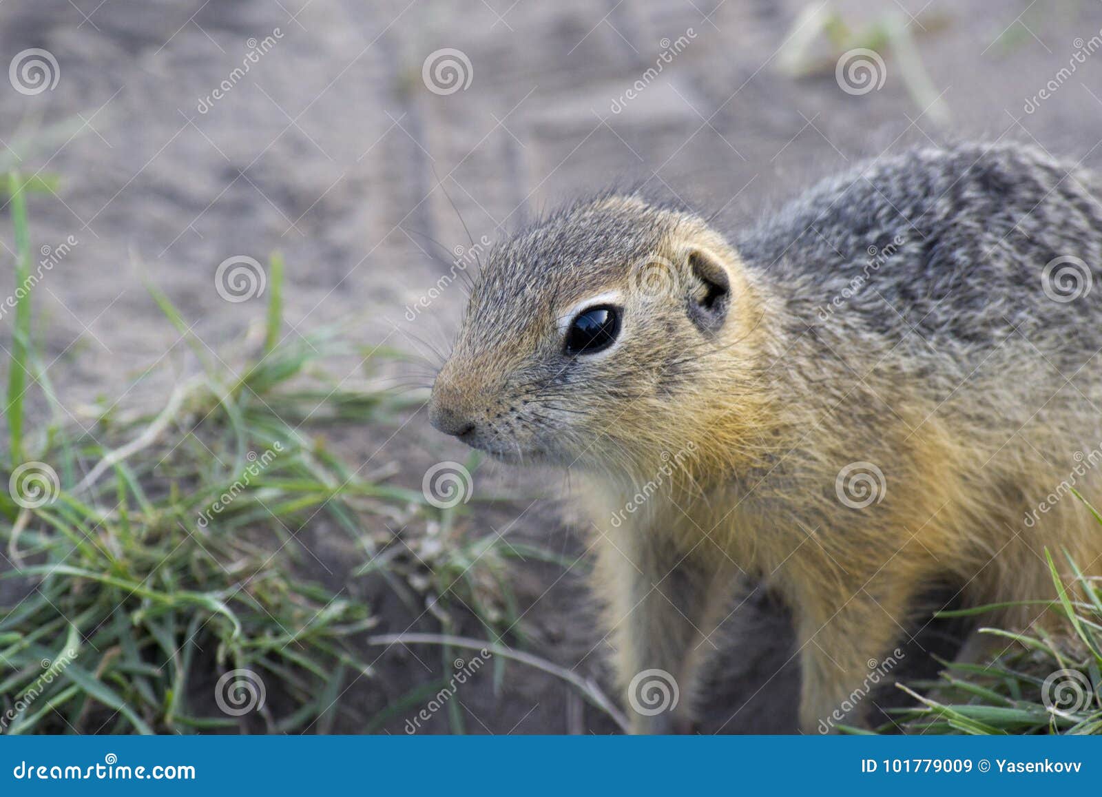 Gopher fotografering för bildbyråer. Bild av angus, ekorre - 101779009