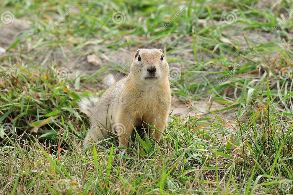Gopher stock photo. Image of prairie, wild, nature, staring - 11002882
