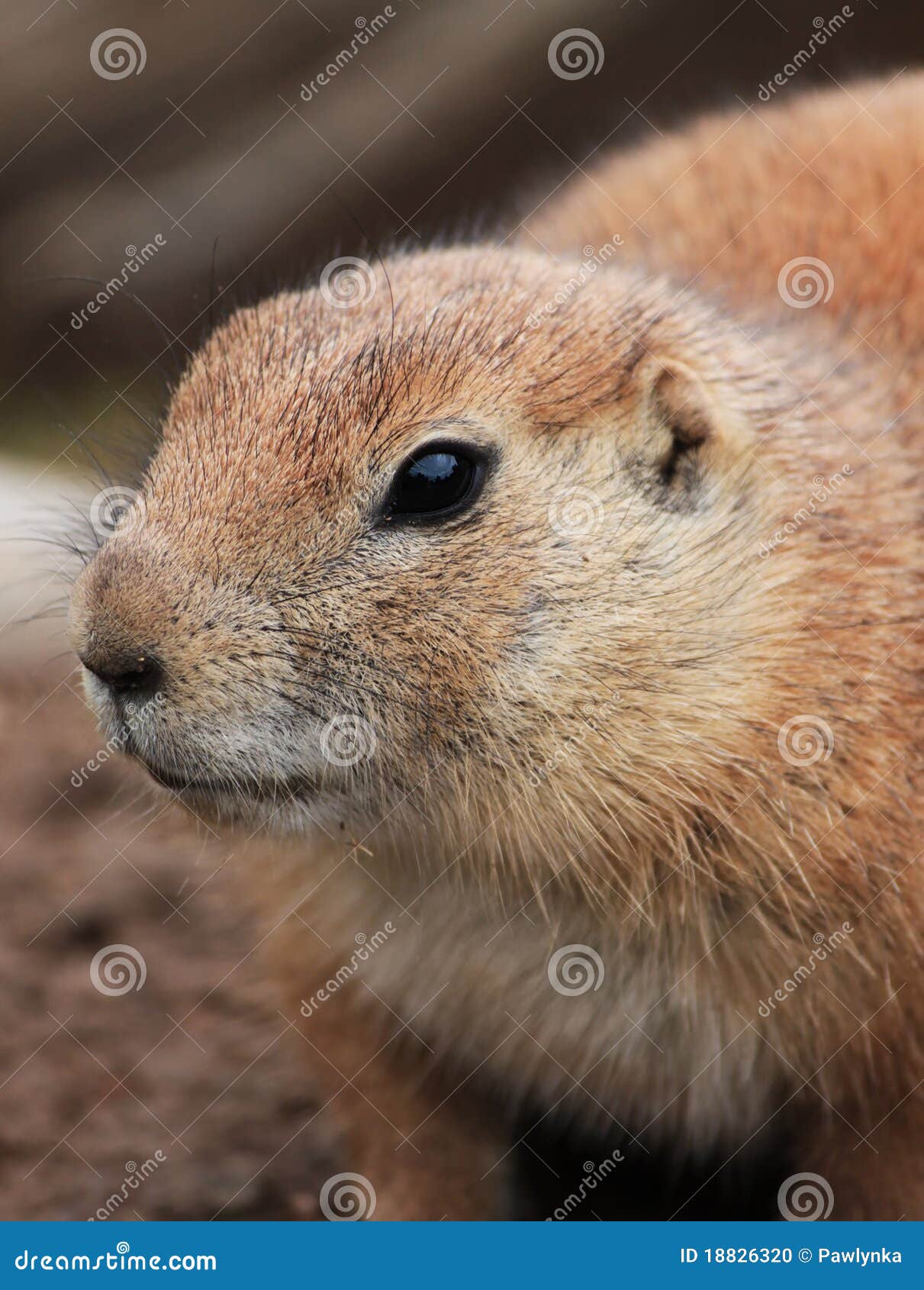 Gopher stock photo. Image of light, sand, rodent, little - 18826320