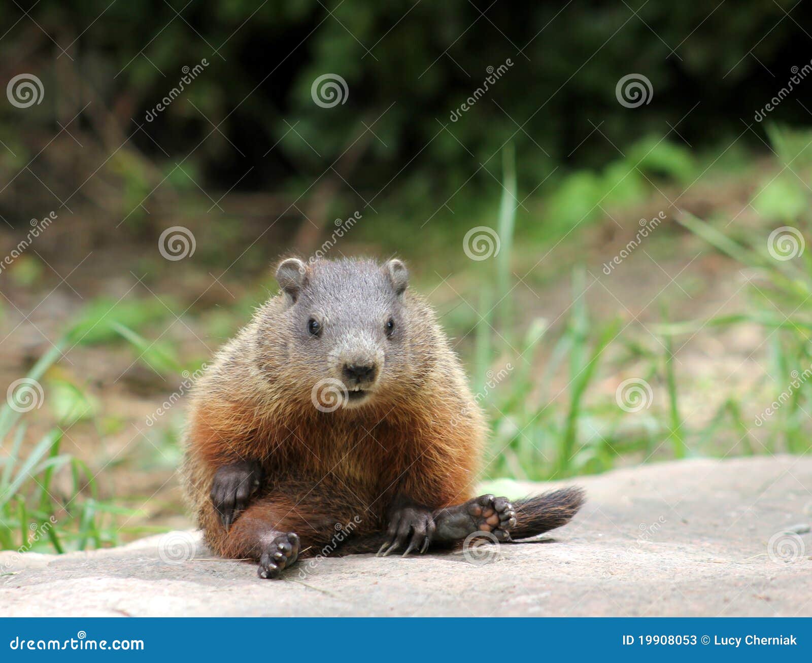 Gopher stock image. Image of wilderness, mammal, grass - 19908053