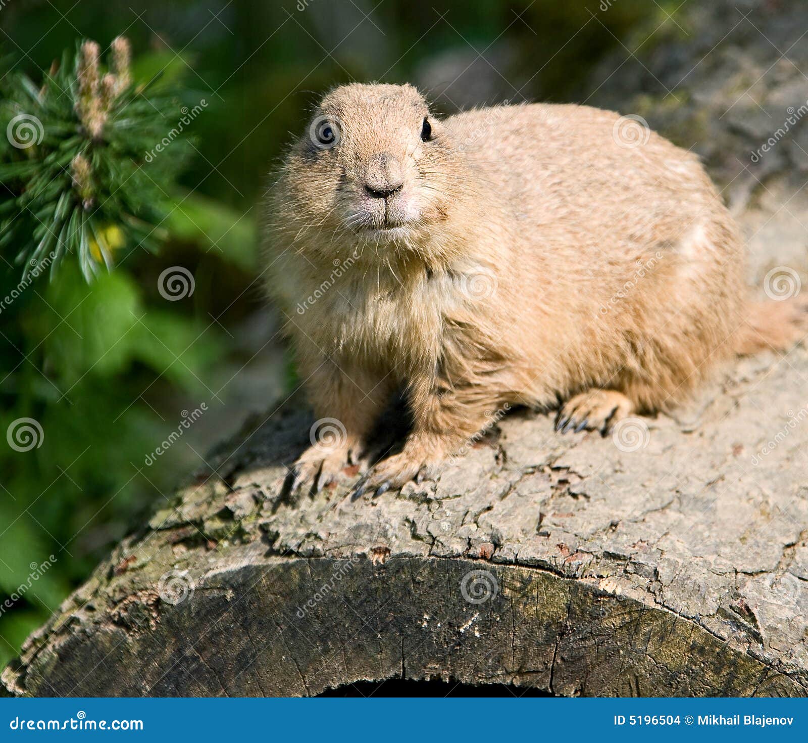 Prairie dog 1 stock photo. Image of rodent, animal, species - 5196504