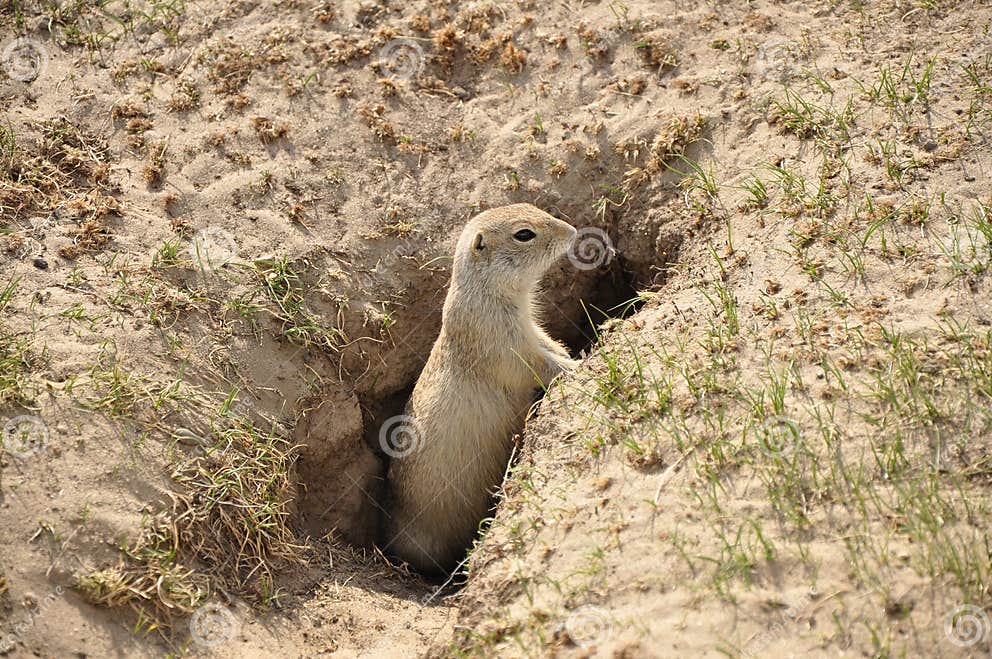 Gopher stock image. Image of protect, steppe, supervision - 20398663