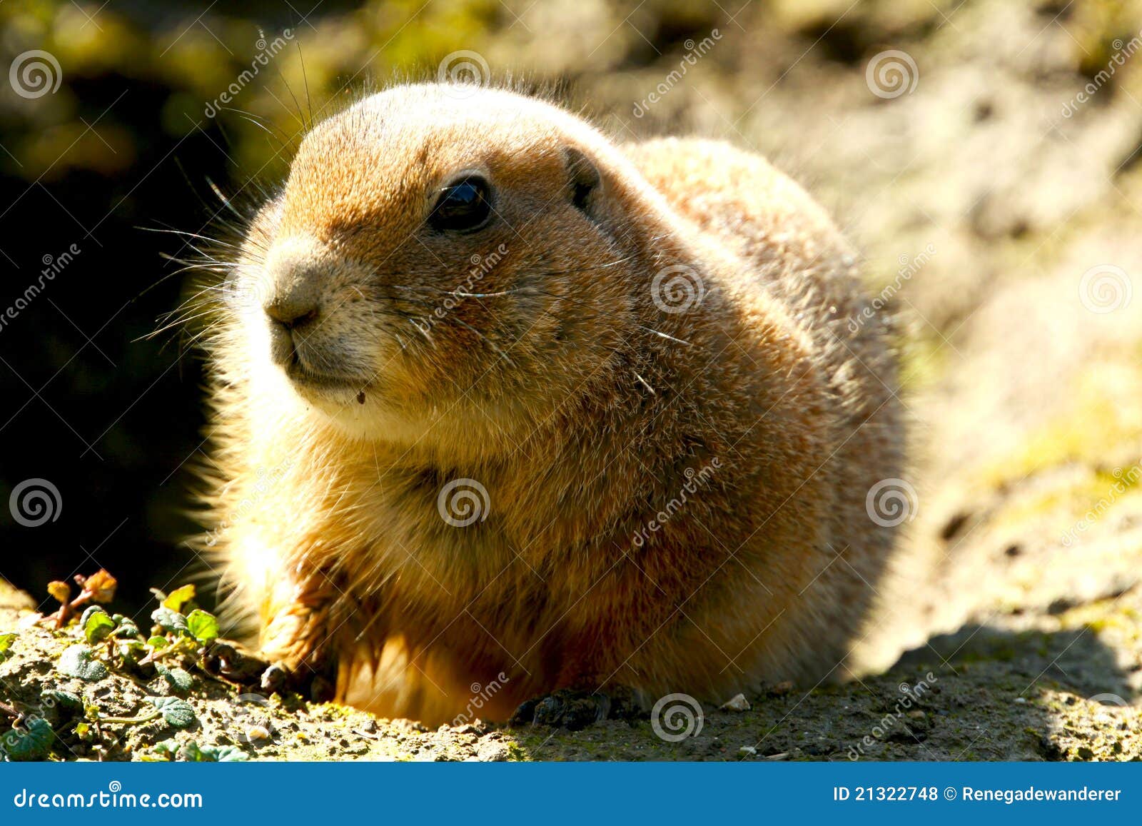 Gopher stock photo. Image of alert, gopher, eating, beautiful - 21322748