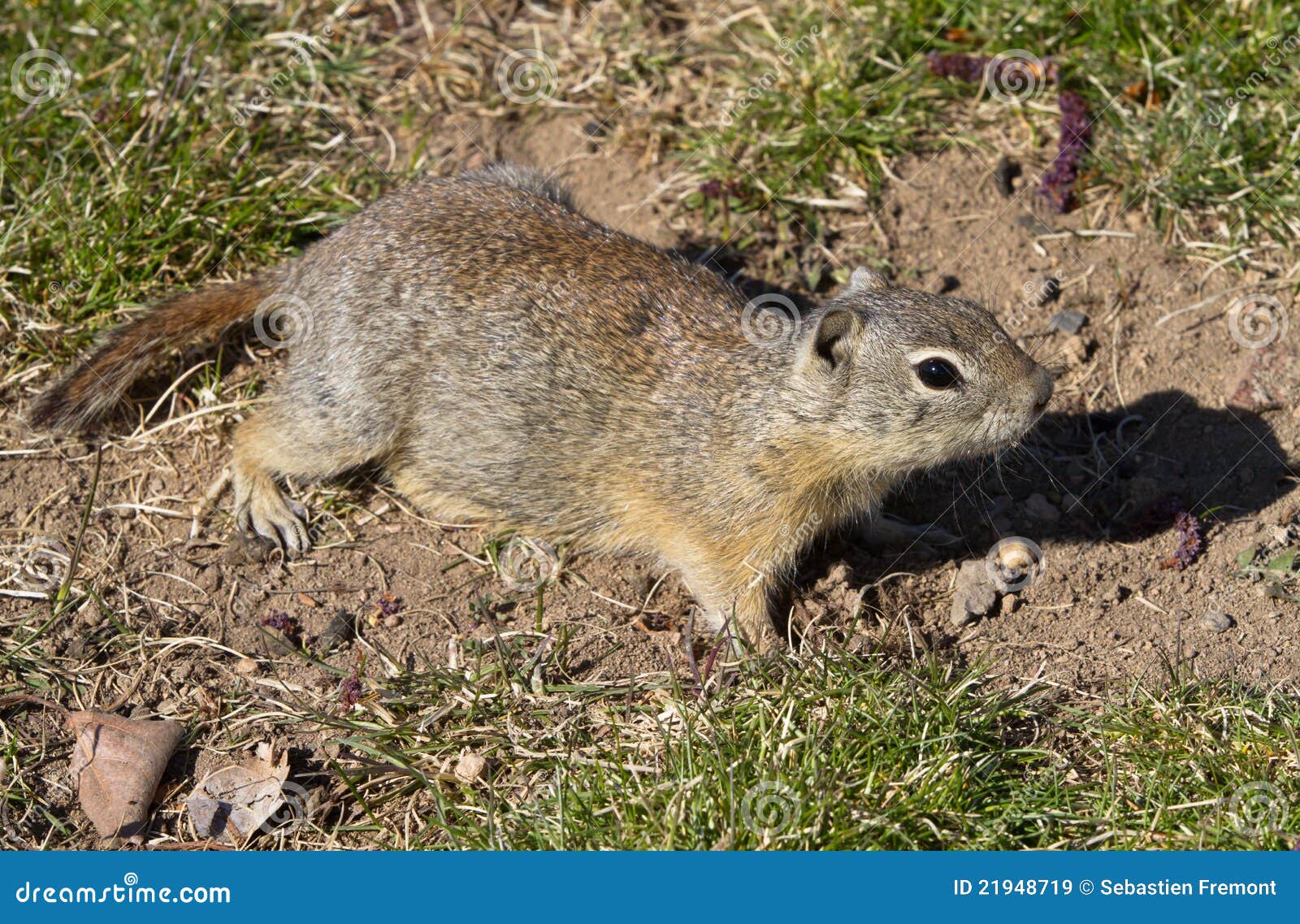Gopher stock image. Image of squirrel, social, rodent - 21948719