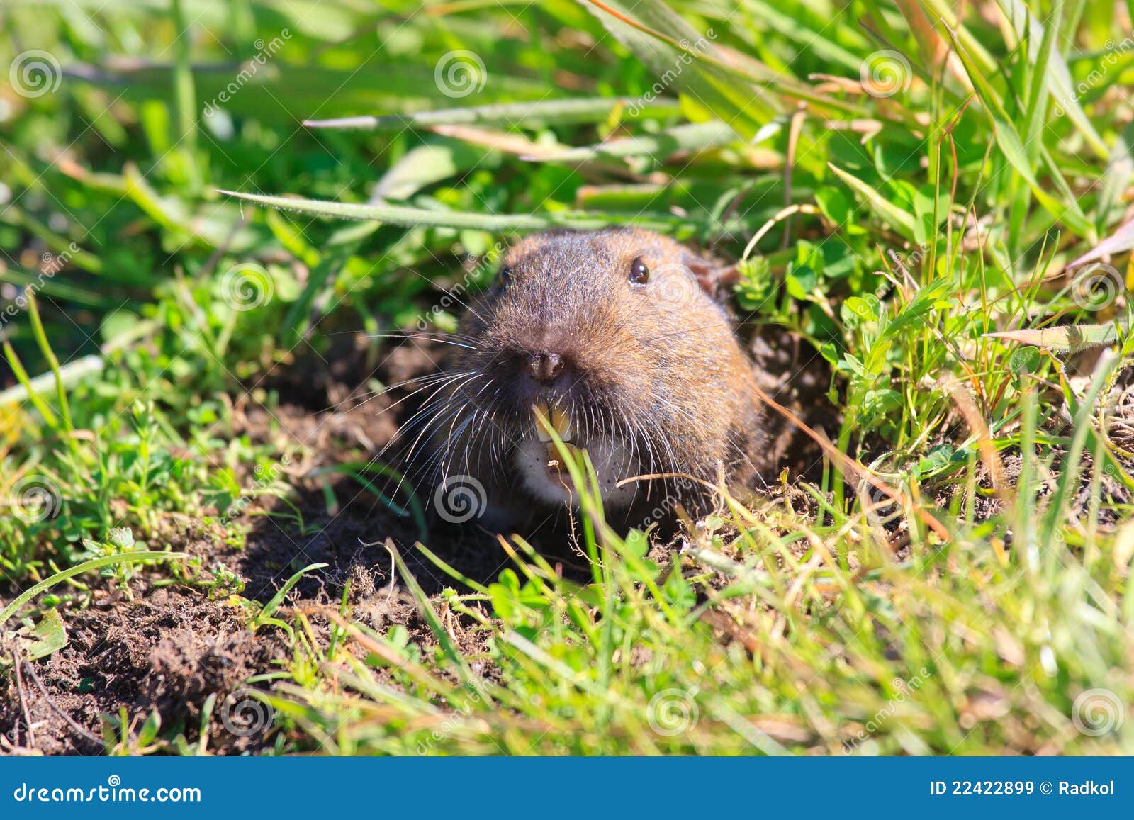 Gopher stock image. Image of travel, national, ground - 22422899