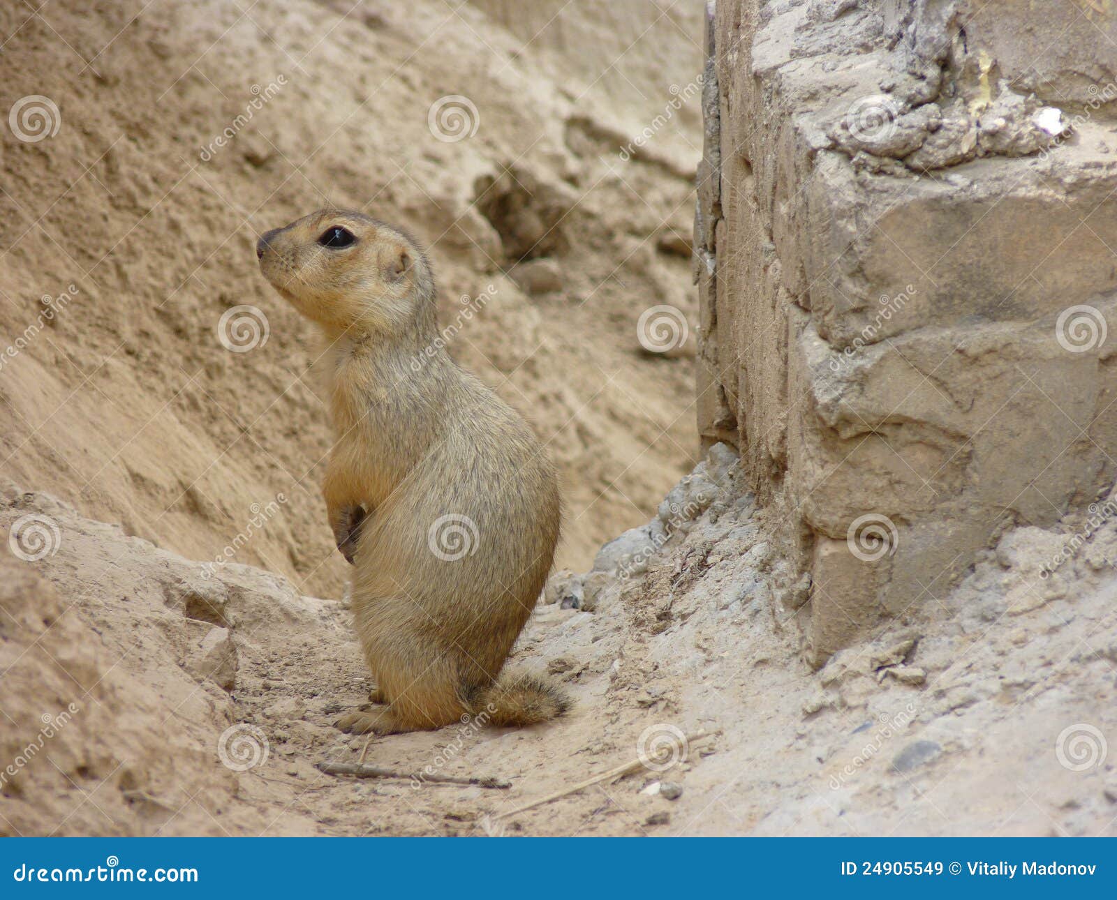 Gopher stock image. Image of rodent, grey, gopher, brown - 24905549