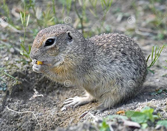 Gopher 3 stock image. Image of grass, cautious, species - 26737613