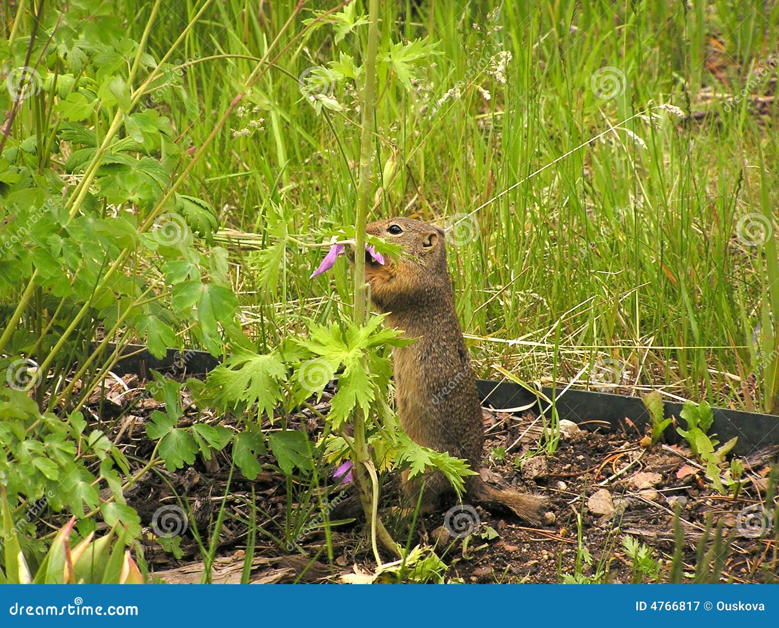 Gopher stock image. Image of lawn, eating, gopher, animal - 4766817