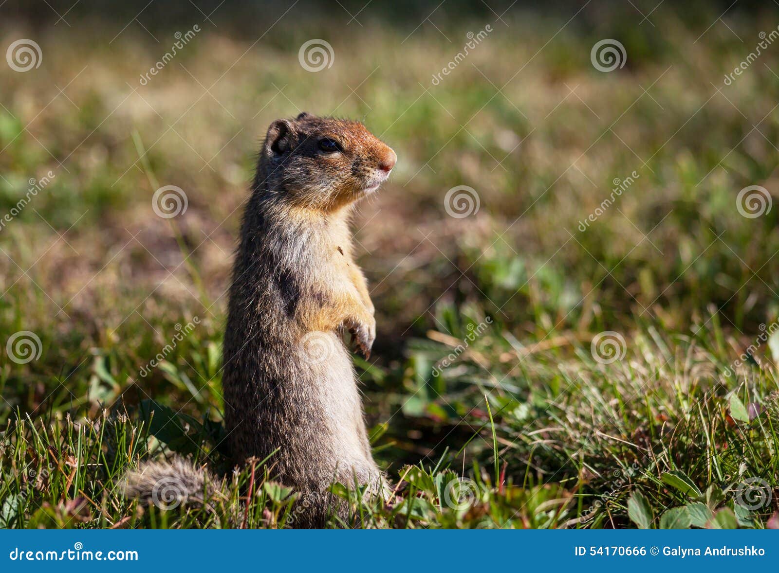 Gopher stock photo. Image of field, gopher, anxiety, marmot - 54170666