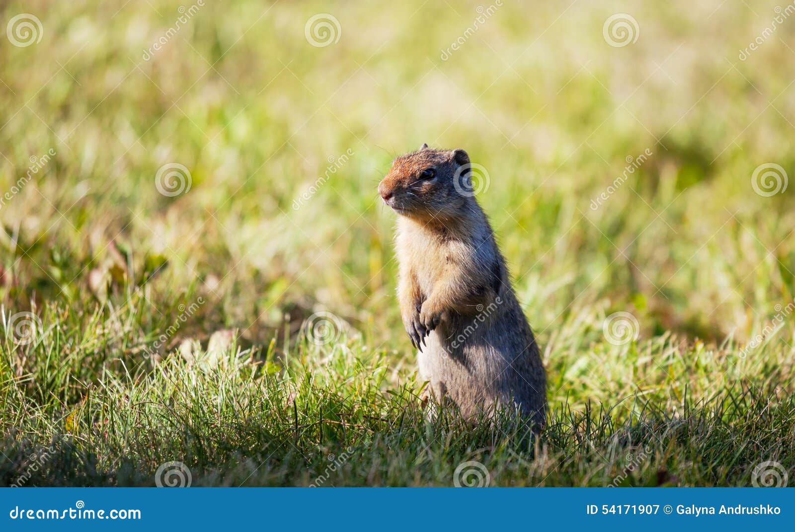 Gopher stock image. Image of brown, anxiety, nervousness - 54171907