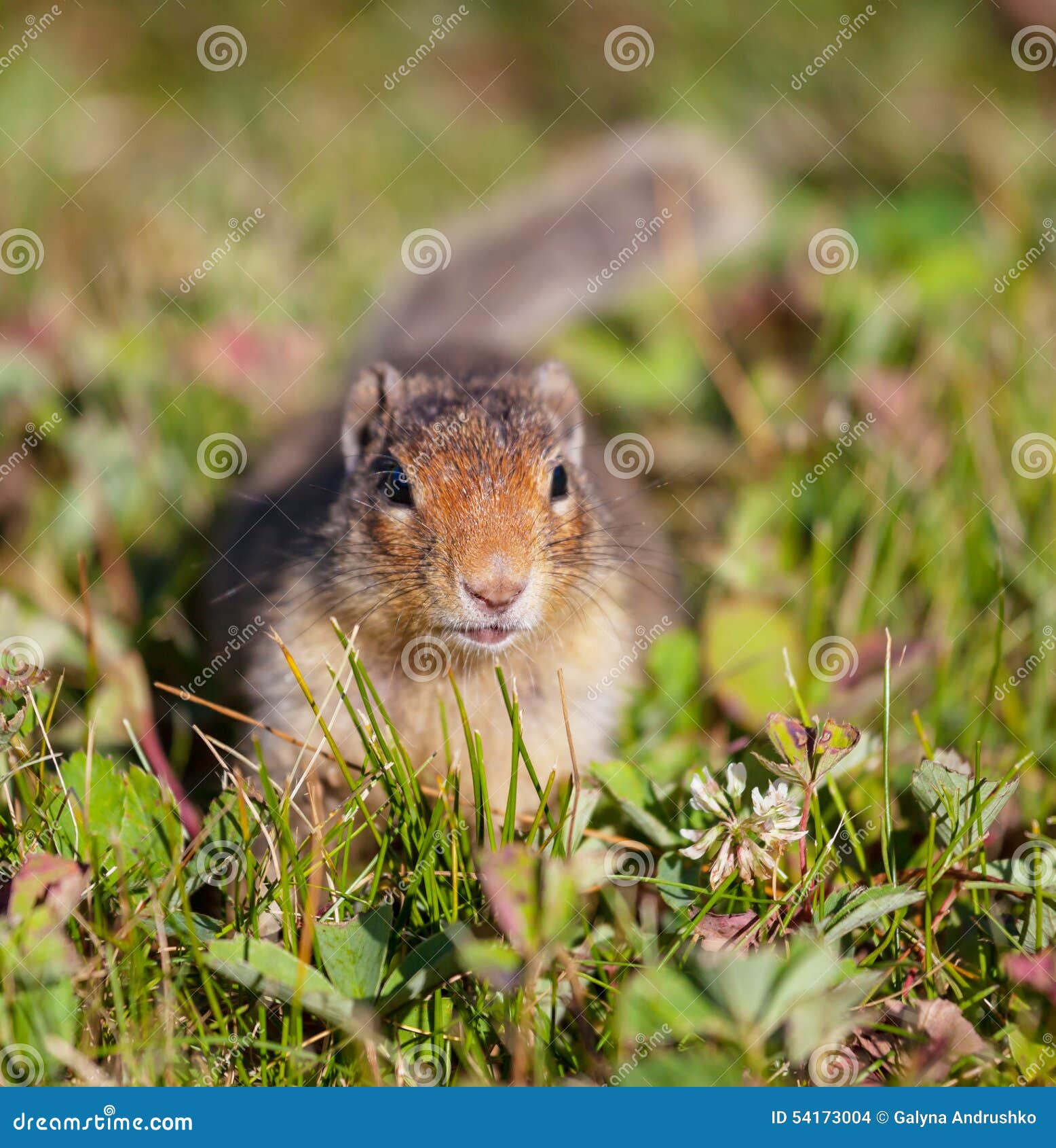 Gopher stock photo. Image of brown, nose, fear, animal - 54173004
