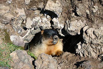 Gopher stock photo. Image of brown, stone, teeth, pets - 6409452