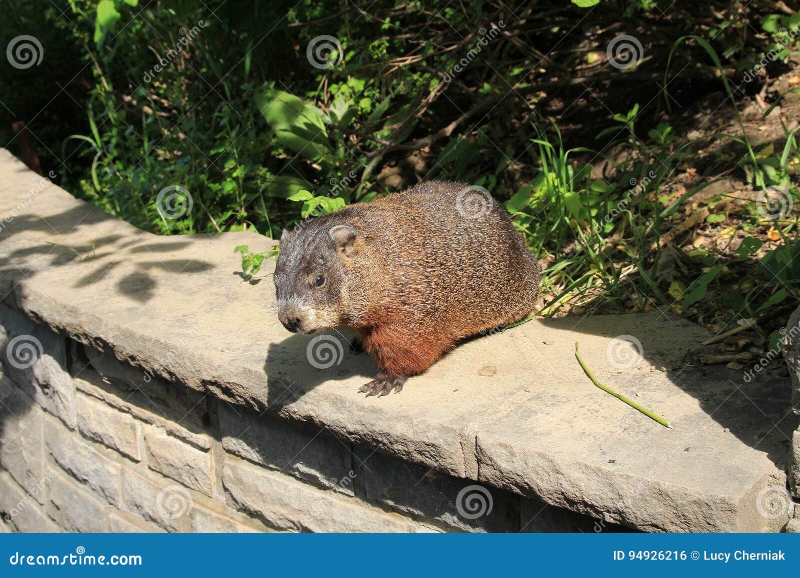 Gopher foto de archivo. Imagen de cerca, hierba, hojas - 94926216