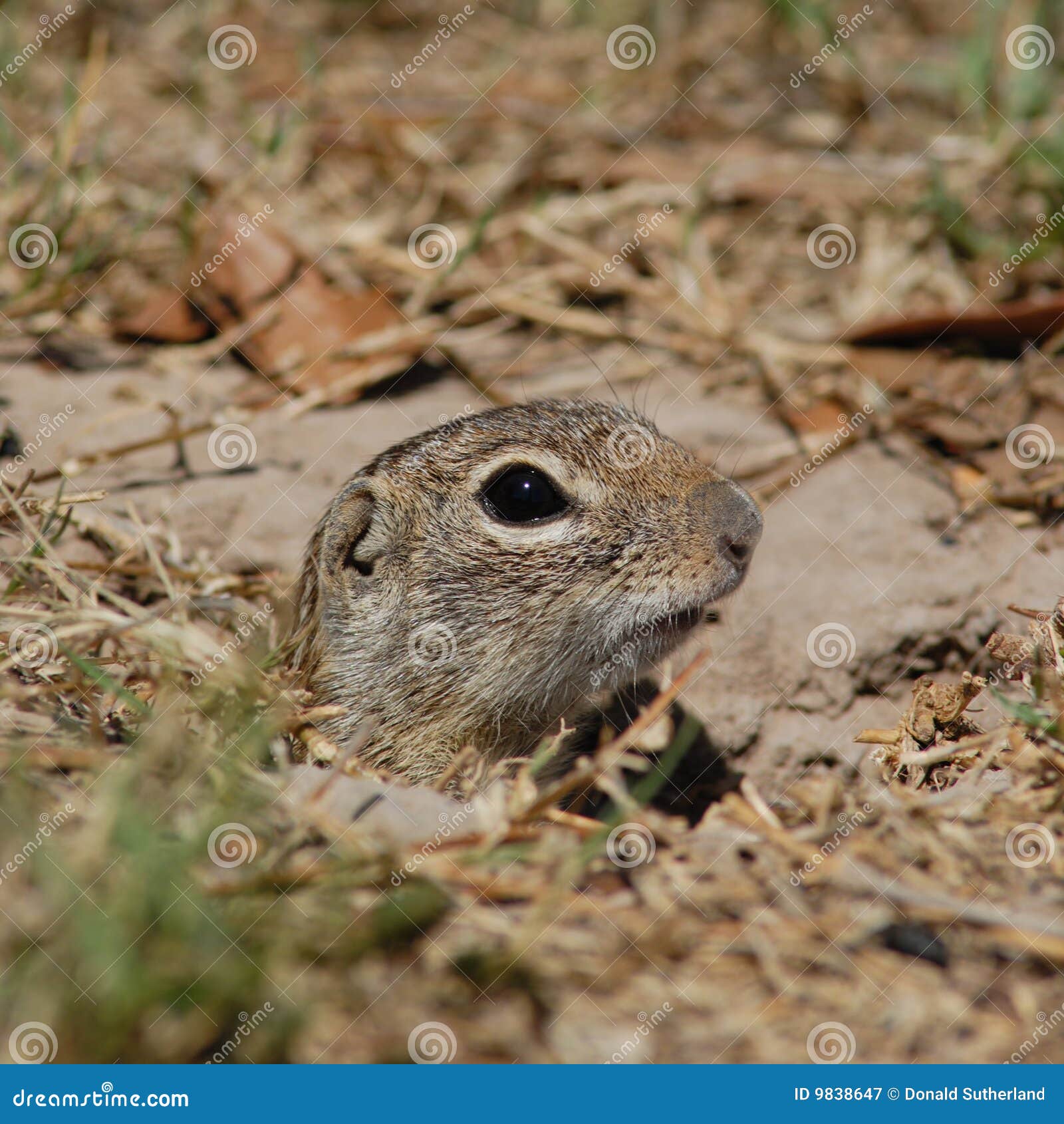 Gopher stock image. Image of squirrel, cute, closeup, head - 9838647