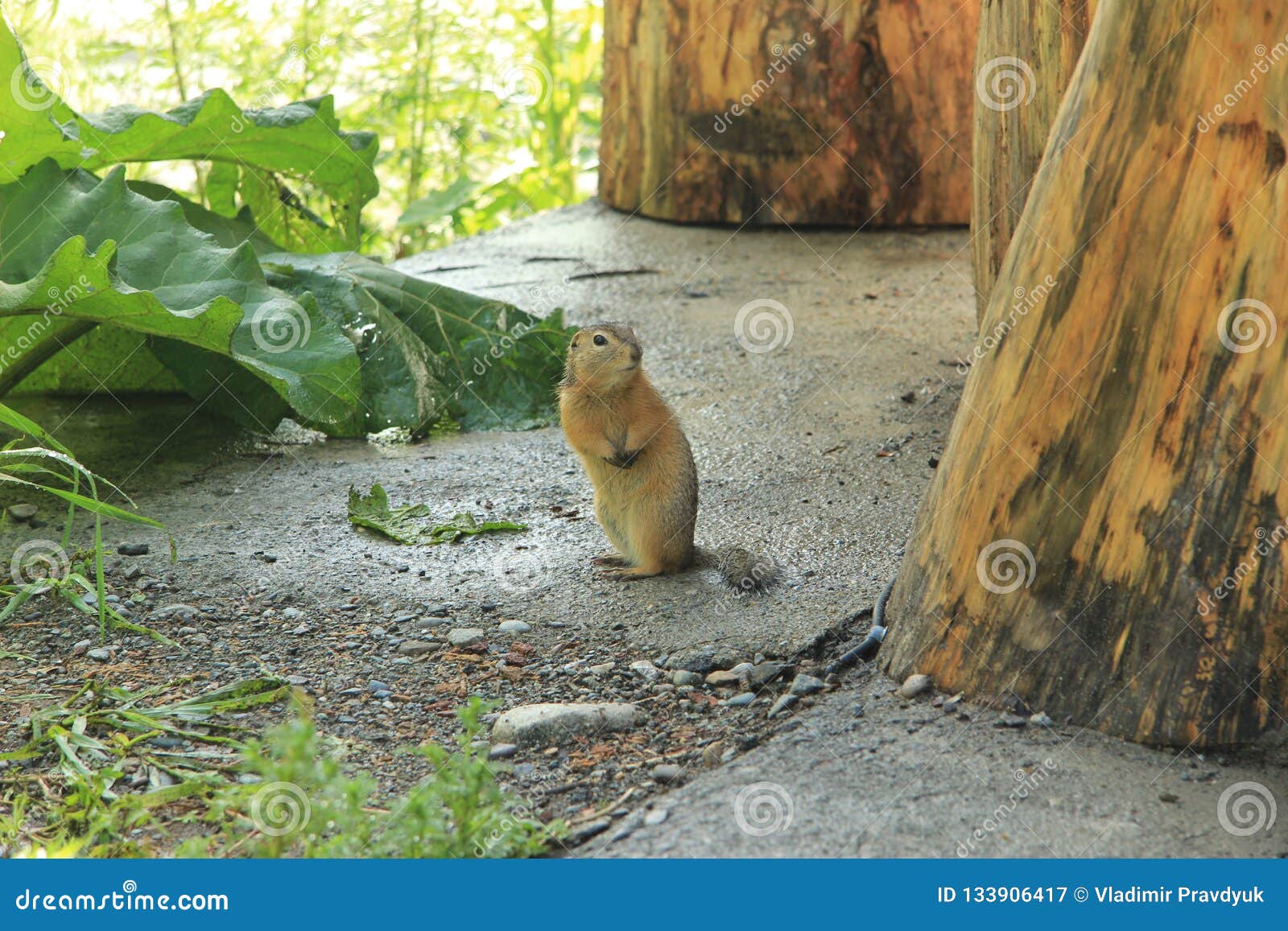 Gopher stock image. Image of life, stand, gopher, trees - 133906417