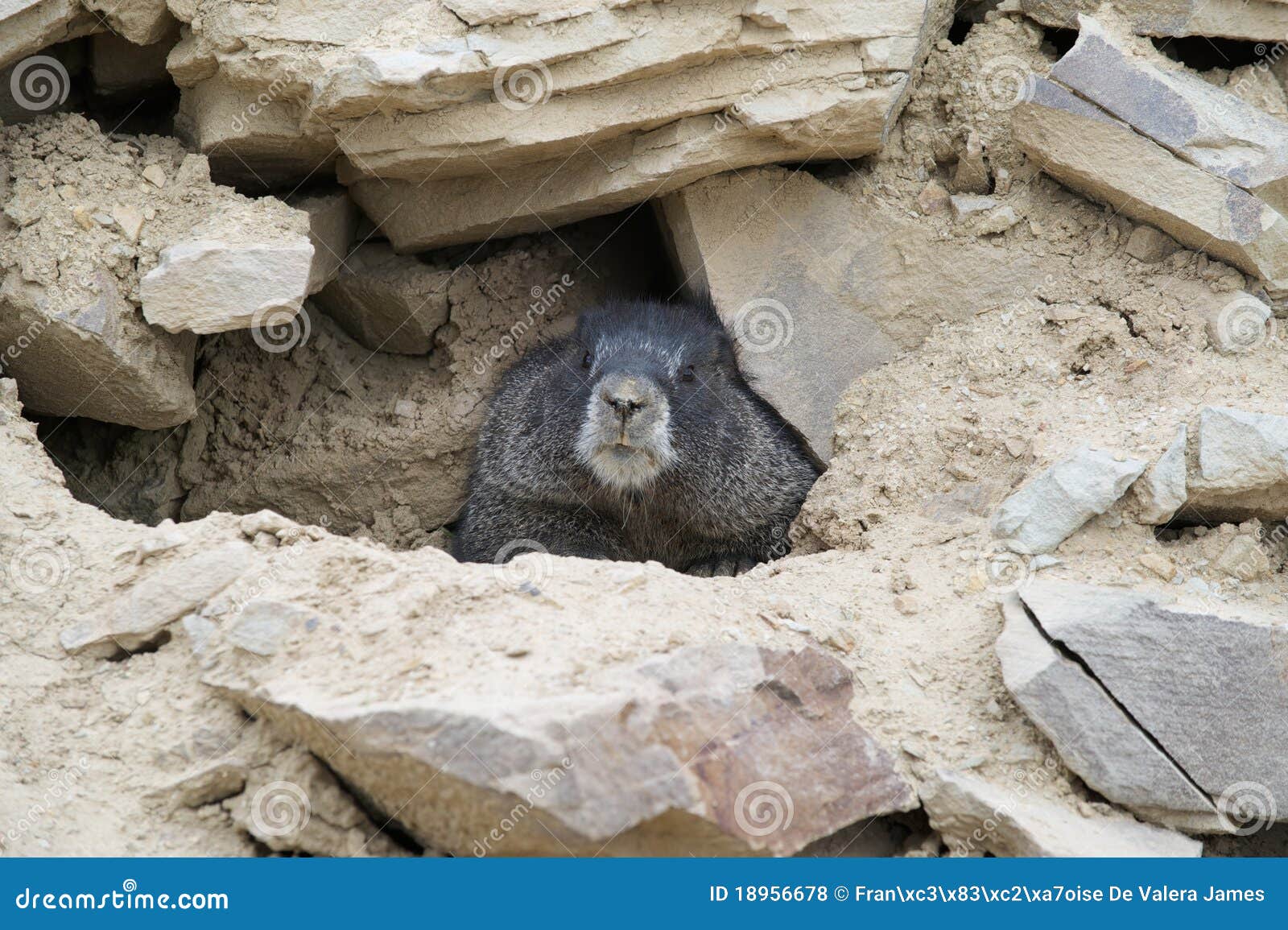 Gopher amongst rocks stock photo. Image of gopher, rodentia - 18956678