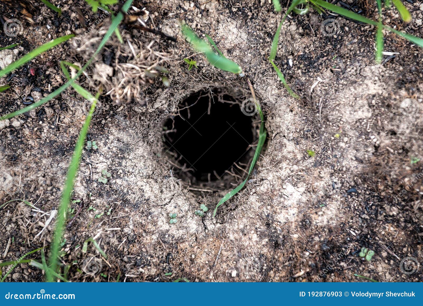 Gopher Burrow in the Ground Stock Image - Image of grass, burrow: 192876903