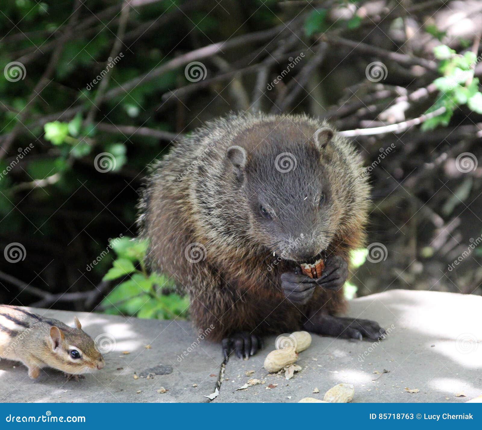 Gopher stock image. Image of chipmunk, nature, leaves - 85718763