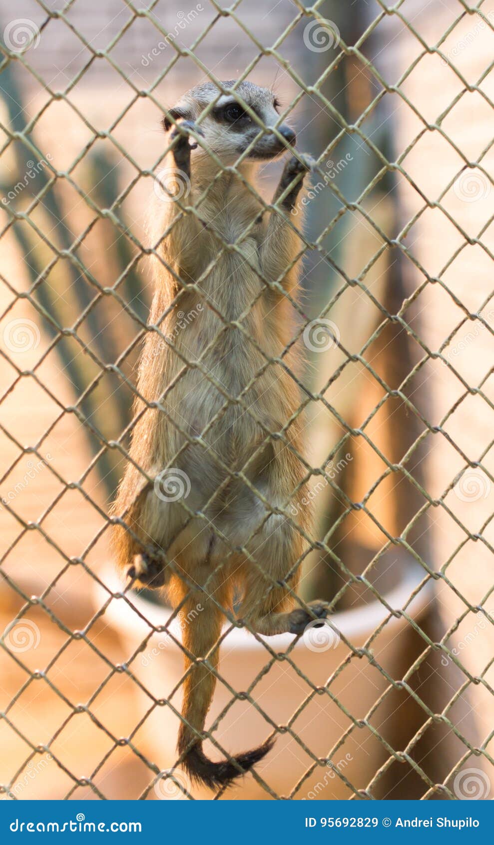 Gopher Climbed Out Of The Hole And Looking With Yellow Teeth Royalty ...