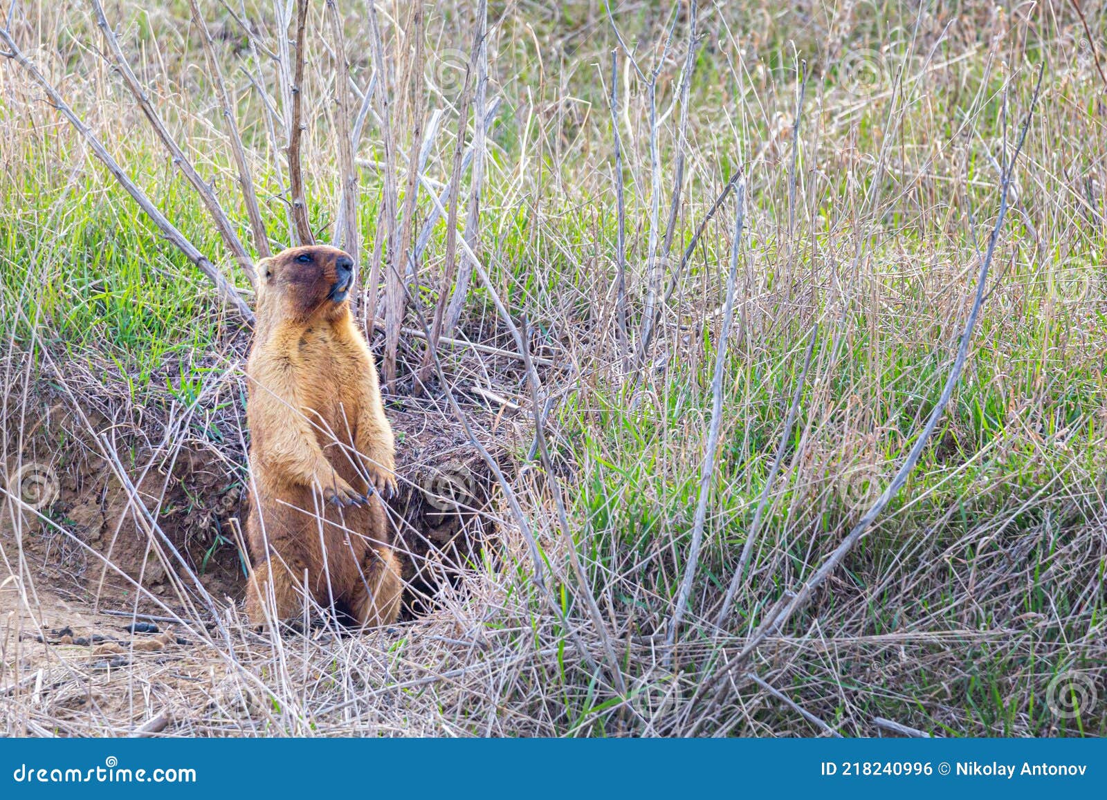 Gopher Climbed Out of the Hole and Standing Stock Photo - Image of ...