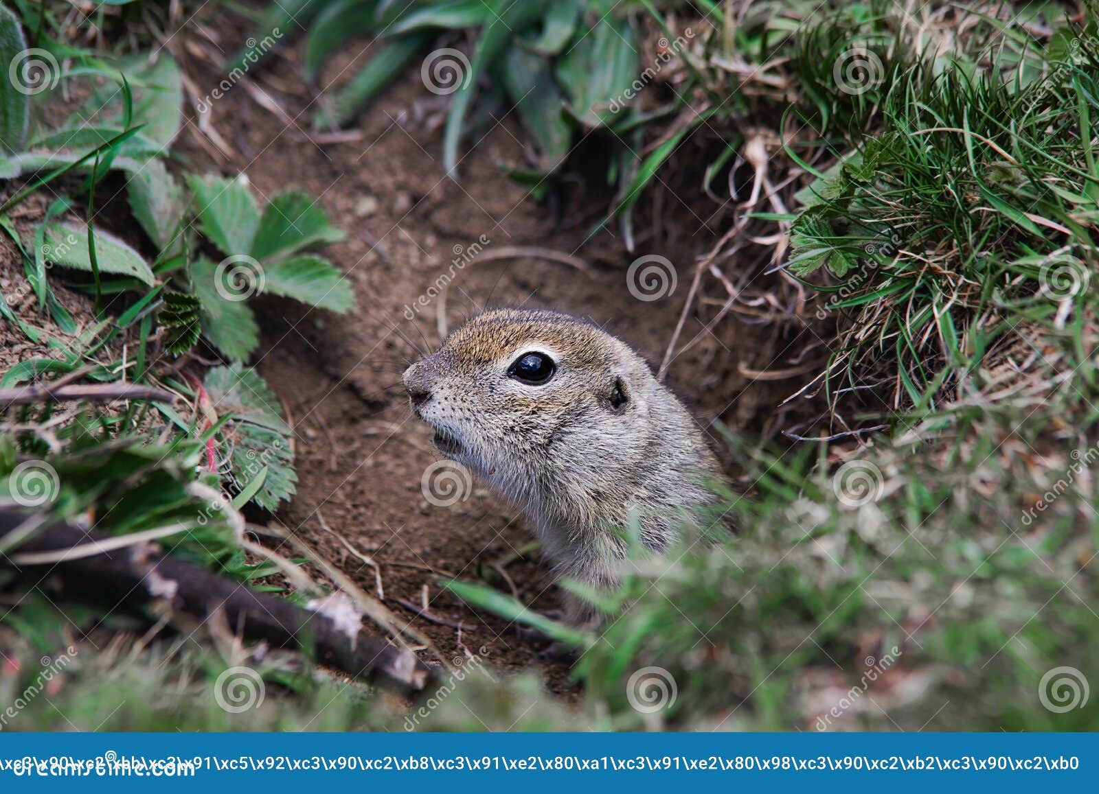 Gopher Close-up in a Burrow Stock Photo - Image of natural, squirrel ...