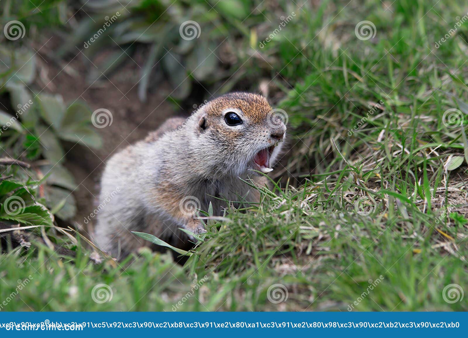 261 Gopher Paws Photos - Free & Royalty-Free Stock Photos from Dreamstime