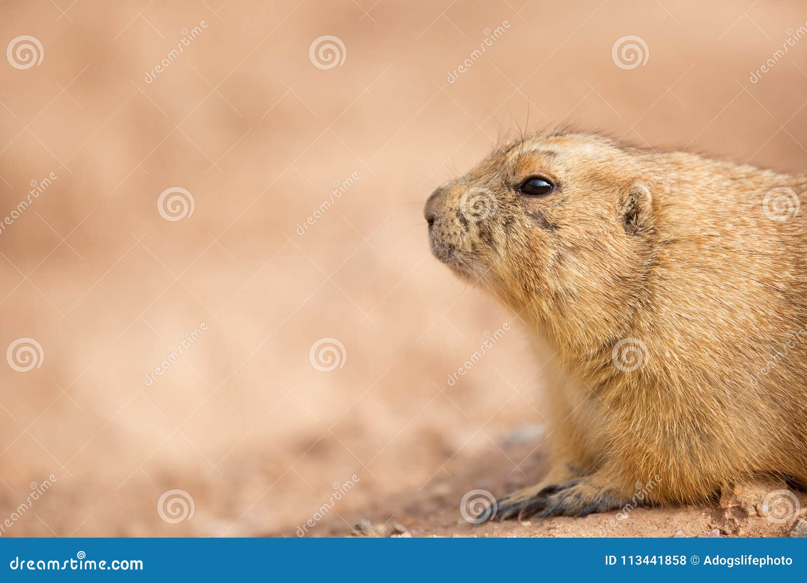 Gopher Closeup with Copy Space Stock Photo - Image of ground, dirt ...