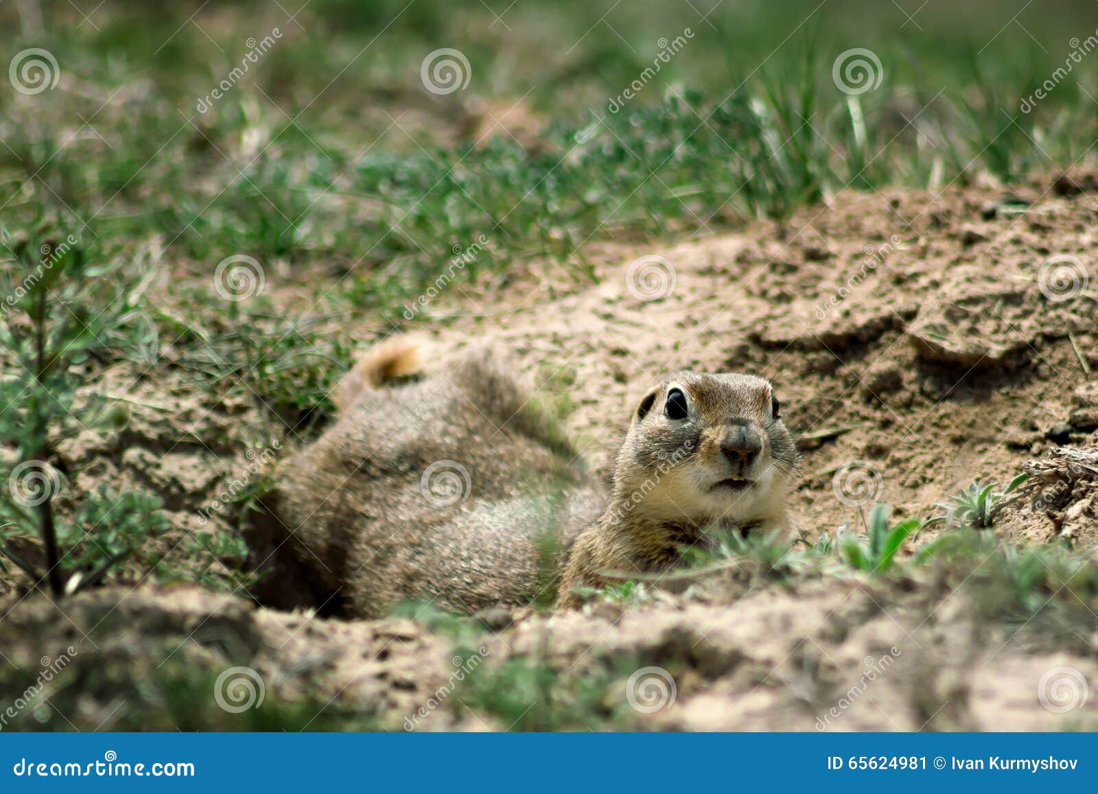 Gopher Closeup in a Hole Looking Curiously Stock Image - Image of ...