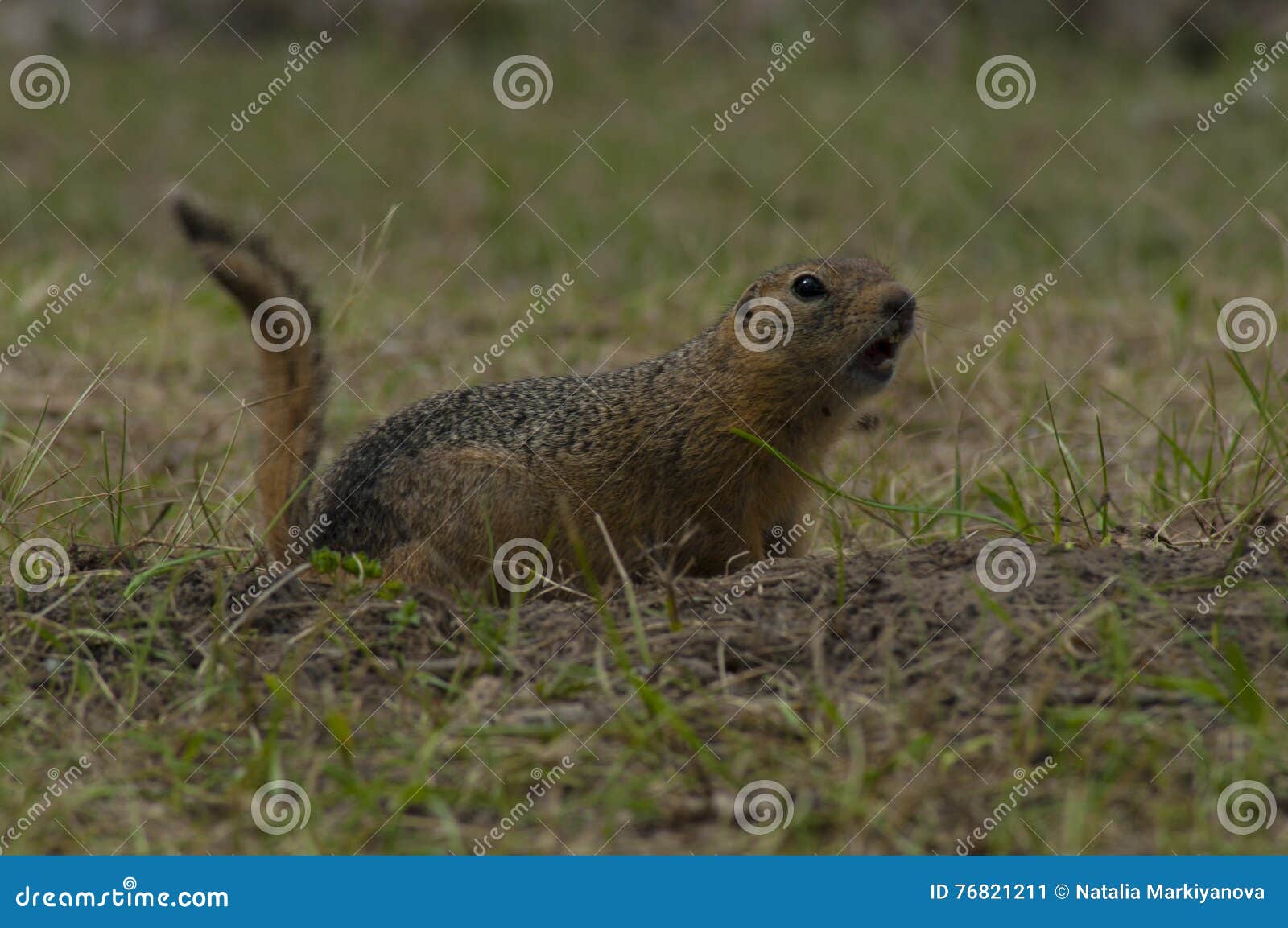 Gopher closeup stock image. Image of fluffy, green, gopher - 76821211