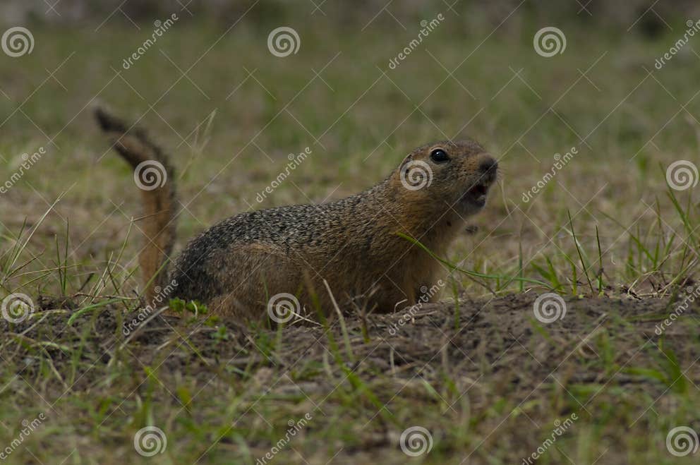 Gopher closeup stock image. Image of fluffy, green, gopher - 76821211