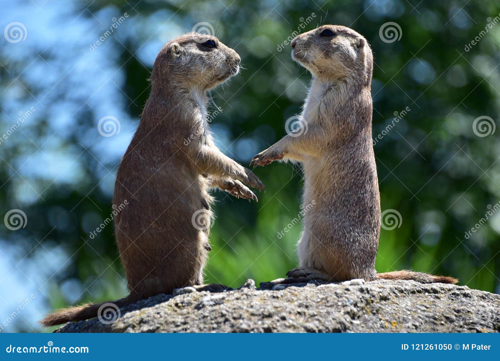 Gopher Couple Standing Together Stock Photo - Image of standing ...