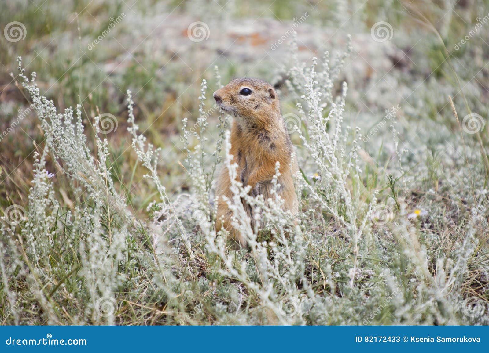 Gopher Crawling and Sniffing in Grass Wormwood Stock Image - Image of ...
