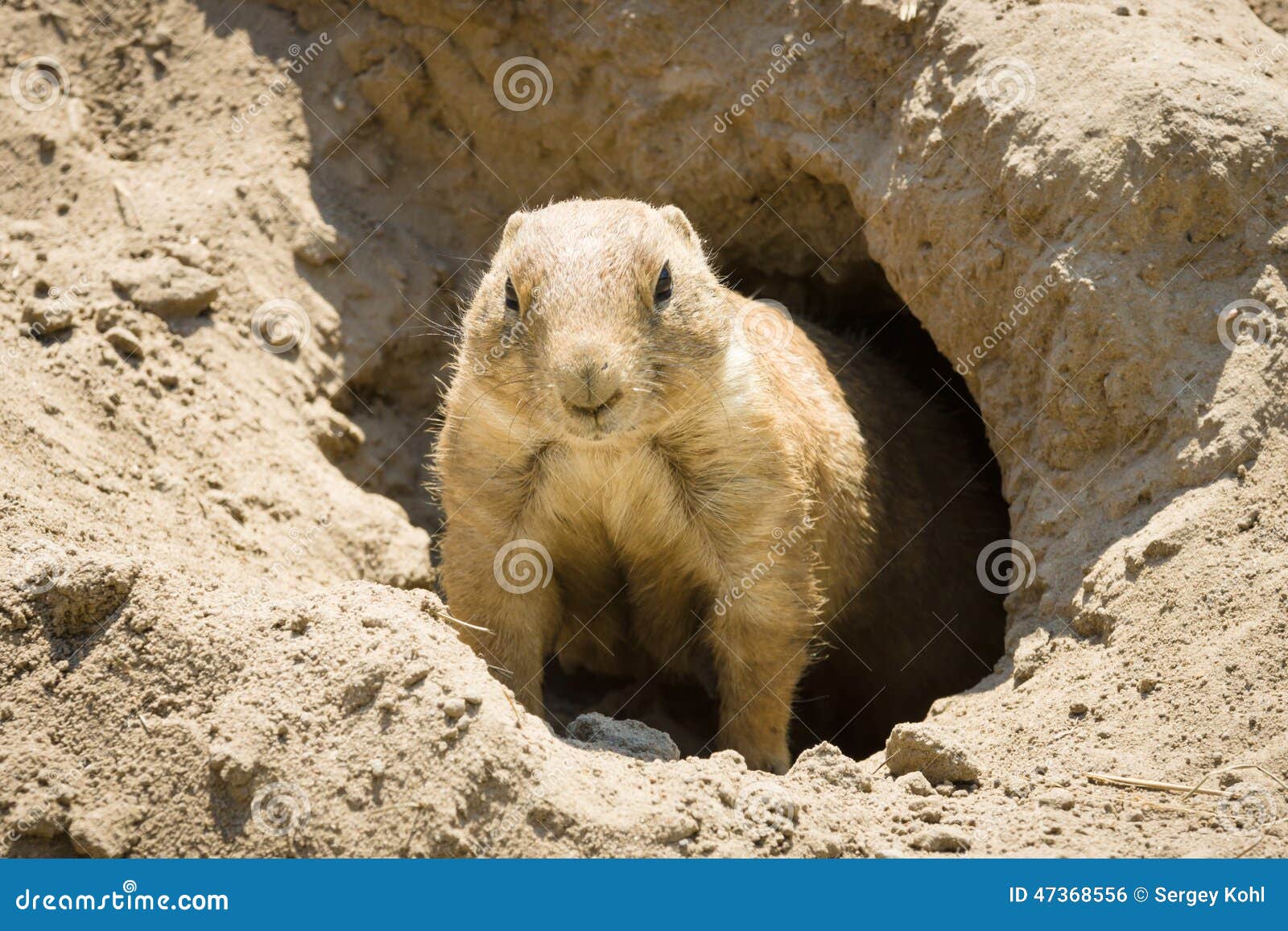 Gopher stock photo. Image of burrows, wilderness, gopher - 47368556